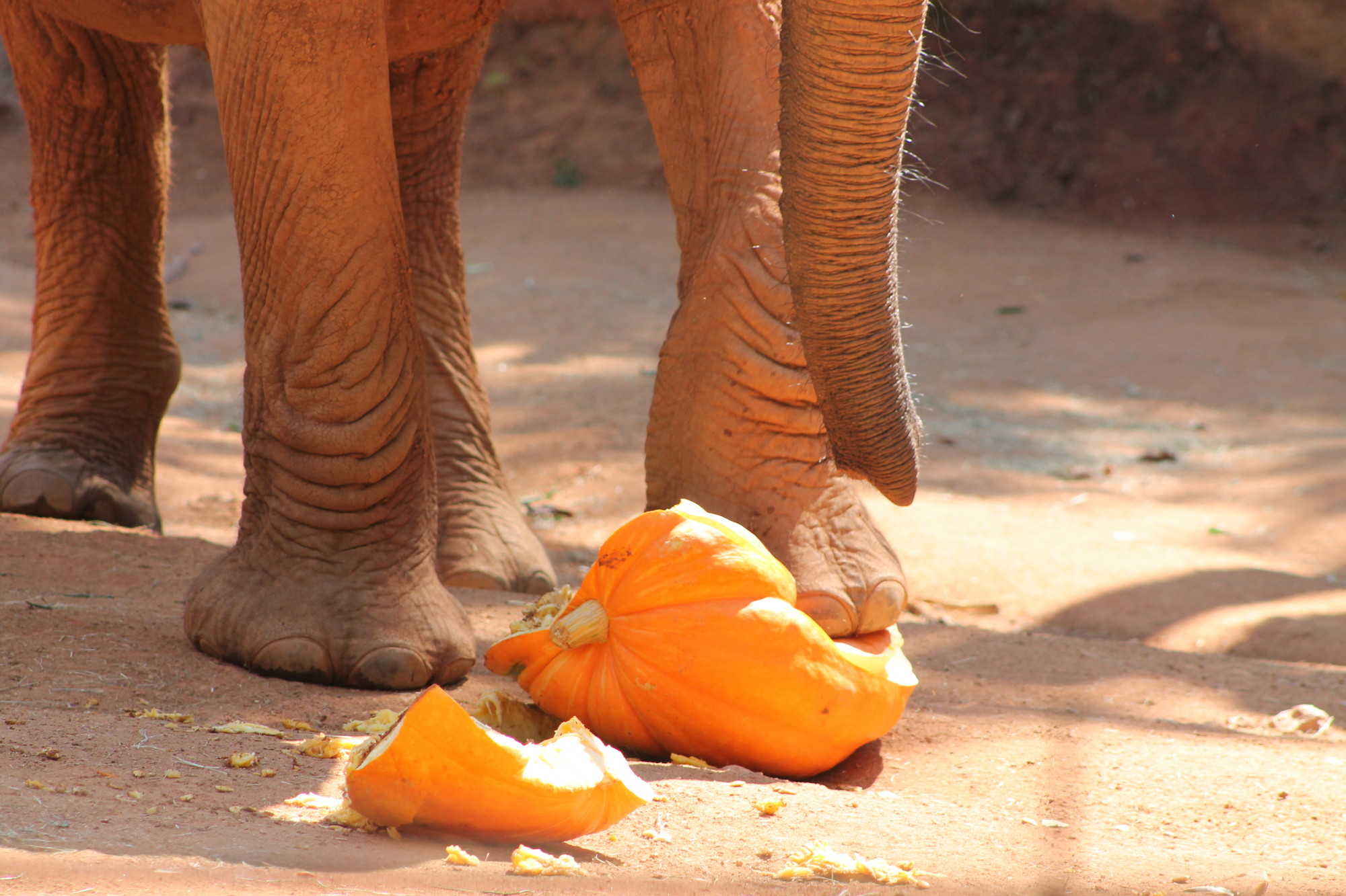 Play the Animal Way | Explore Georgia