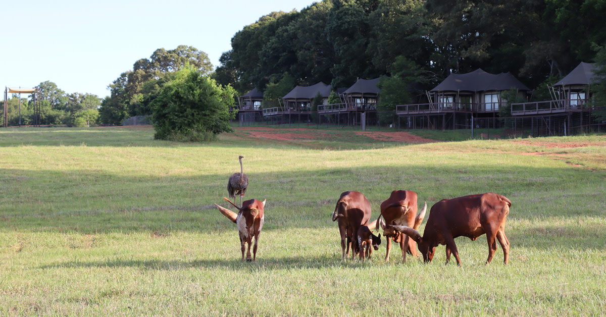Georgia Safari Conservation Park | Explore Georgia