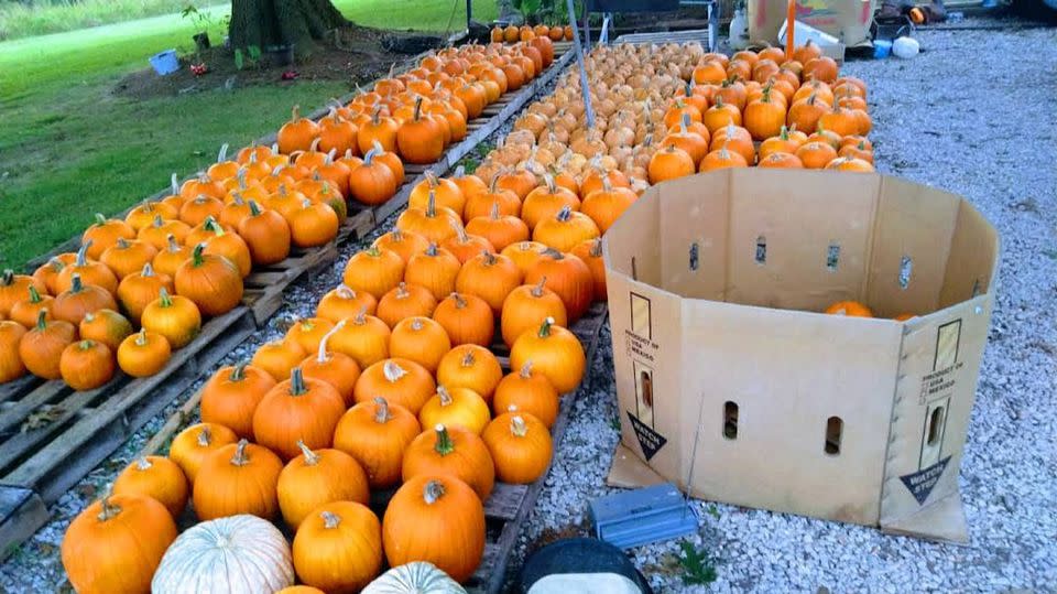 Smith Farms Pumpkin Patch | Explore Georgia