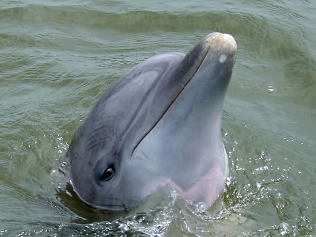 Captain Derek's Dolphin Adventure | Explore Georgia