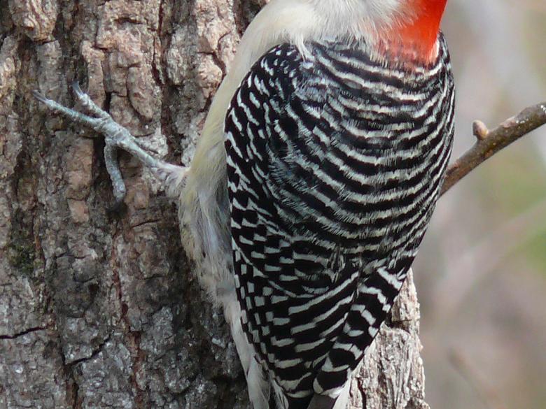 Reidsville | Explore Georgia